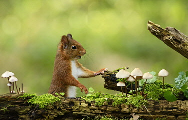 Nature in Stock - Mammals - Squirrels