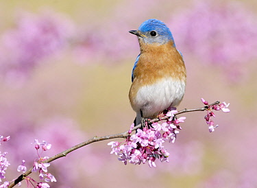 Nature in Stock - Galleries - Content Partners