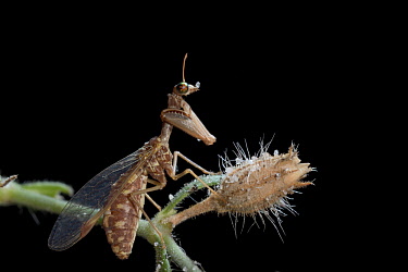 Nature in Stock - (mantispidae or mantispida)