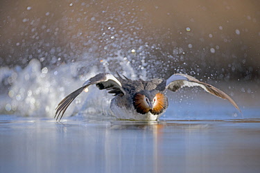 Nature in Stock - Highlights from the Collection - June 2022