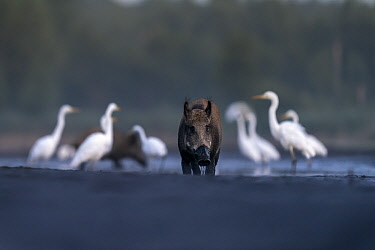 Nature in Stock - photo for