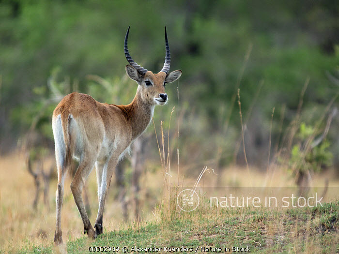 Southern Reedbuck