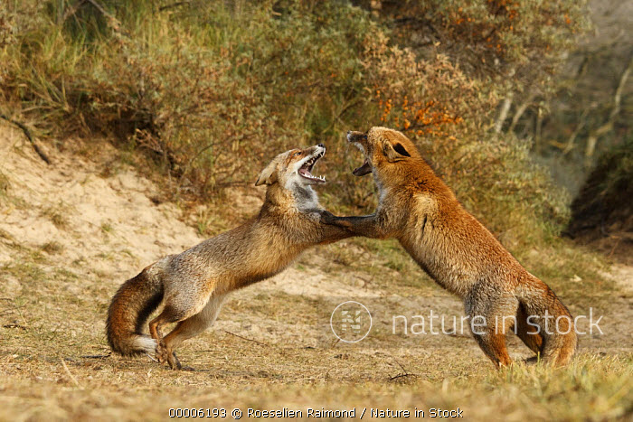 Red Foxes Fighting