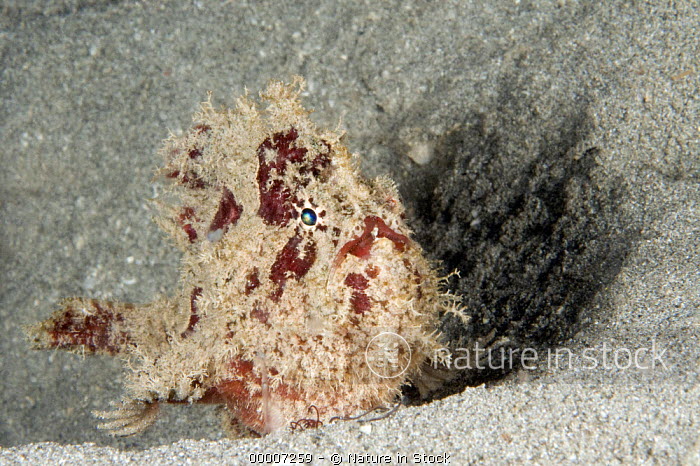 Spotfin Frogfish
