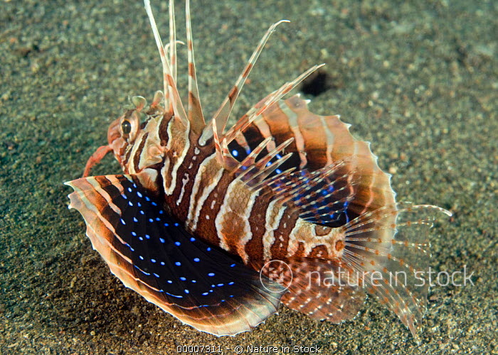 Blackfoot Lionfish