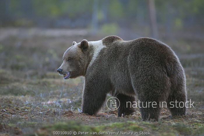 Brown Bear Roaring Standing