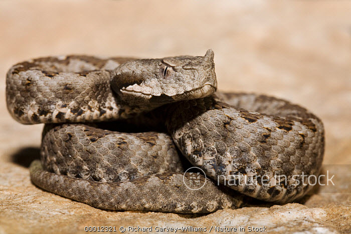 Horned Viper Striking