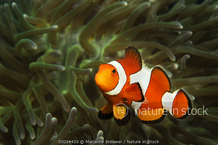 Nature in Stock