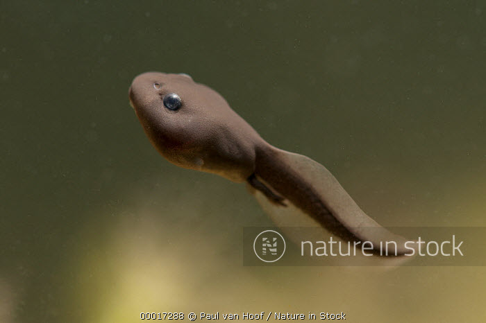Common Toad Tadpoles