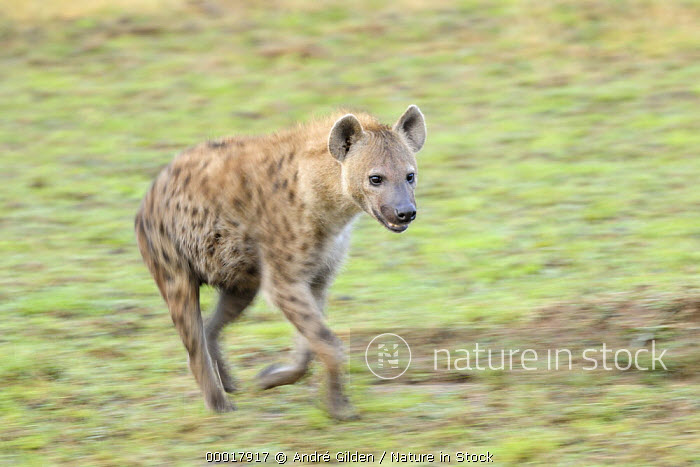 Spotted Hyena Running