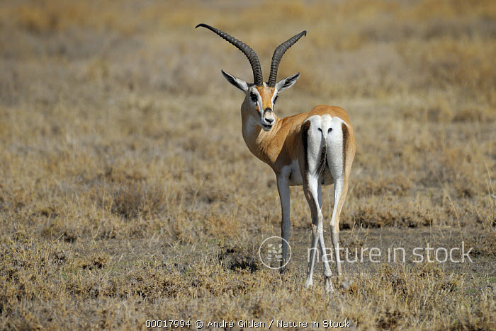 Gazelle Standing