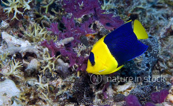 Bicolor Angelfish