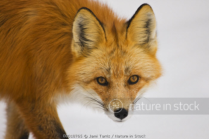 Canadian Red Fox