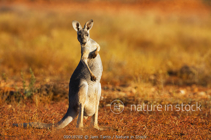 Kangaroo Standing Up