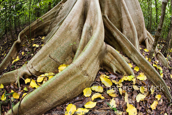 Buttress Roots In The Tropical Rainforest