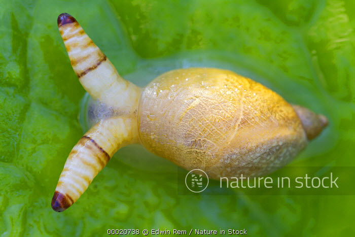 Leucochloridium Paradoxum Broodsac