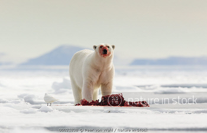 Bloody Polar Bear Seal