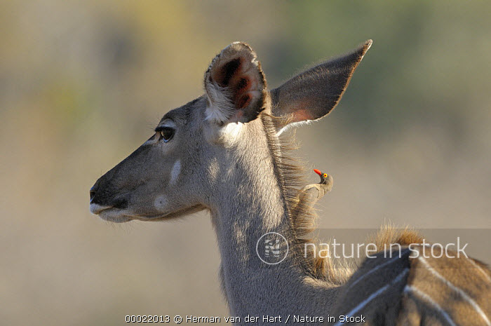 Nature in Stock