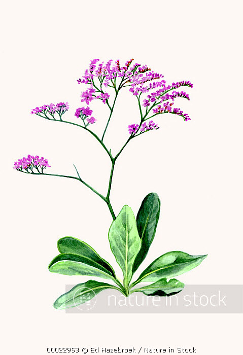 Limonium Vulgare