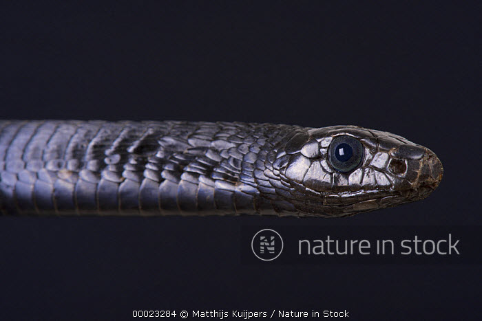 Nature in Stock