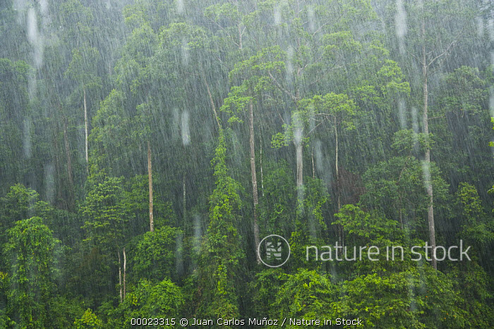 Heavy Rainfall In Forest