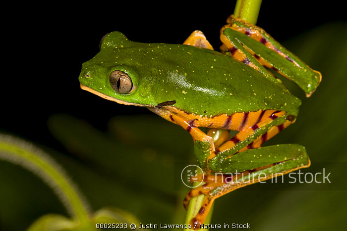 Tiger Striped Tree Frog