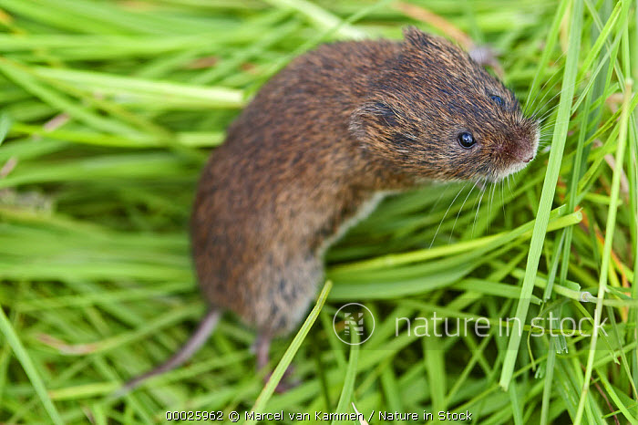Voles In The Tundra Cross Correlations Of Body Temperatures In 5