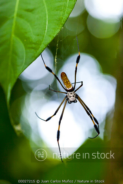 Banana Spider Costa Rica Golden Orb Weaver Spider Of Panama