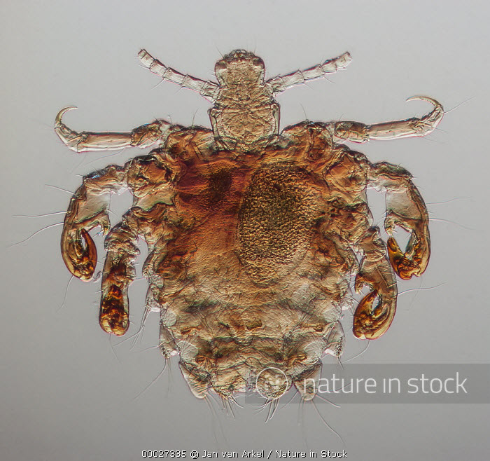 Microscopic Crabs Crab Megalops Larva | KI Image Awards Archive