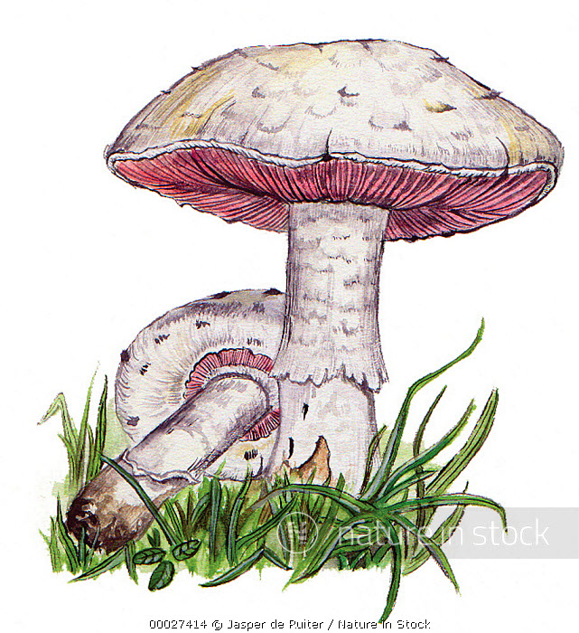 Agaricus Drawing