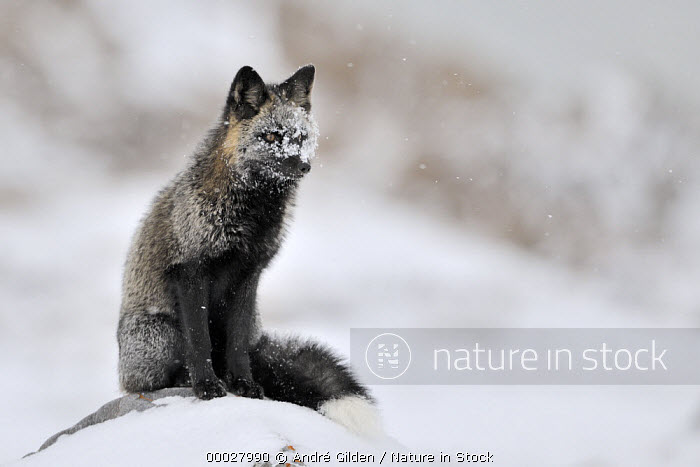Vulpes Vulpes Silver