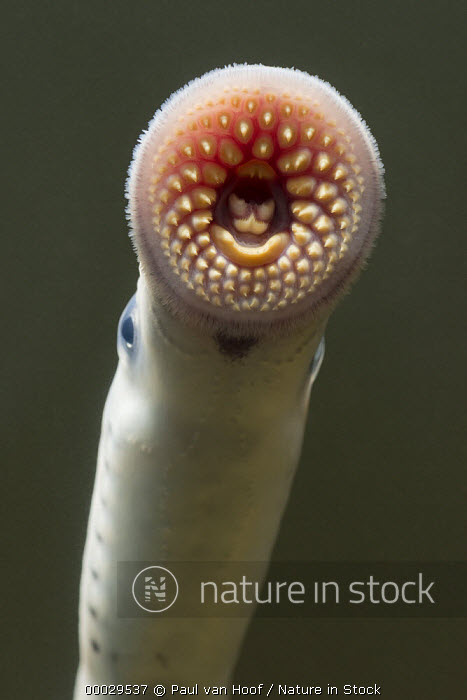 Lamprey Teeth Blood Sucking Eel With Rows Of Swirling Teeth Spotted