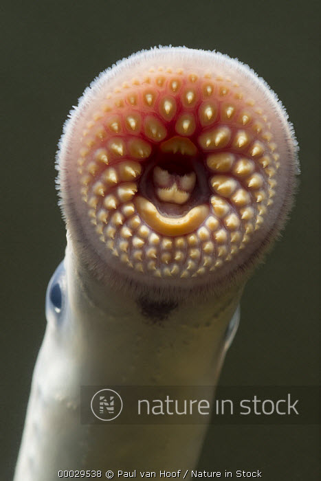 Lamprey Teeth