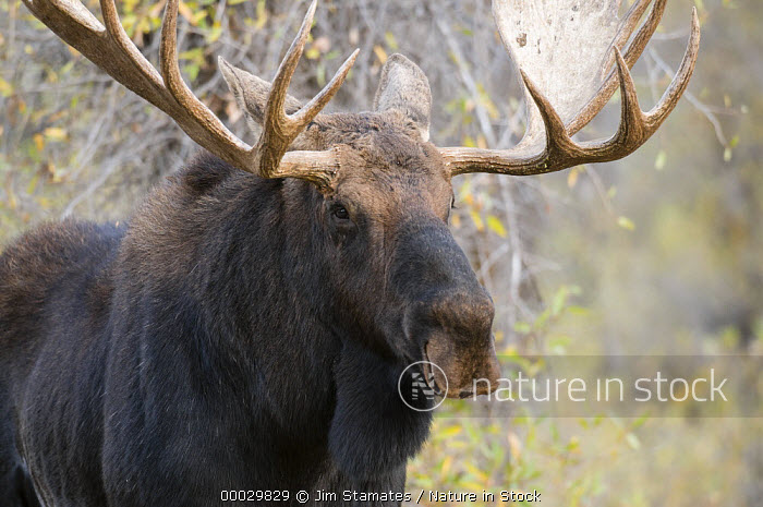Moose Side View