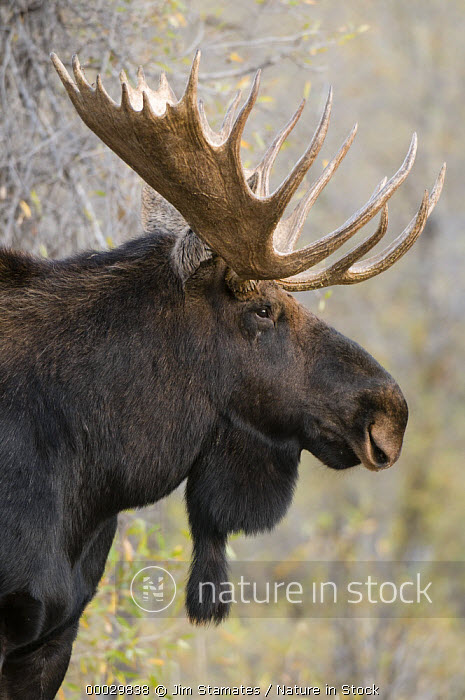 Moose Head Profile