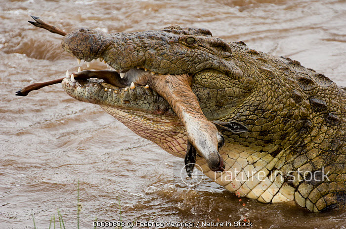 Nile Crocodile Eating Crocodile Training Day One! This Is Our New Nile