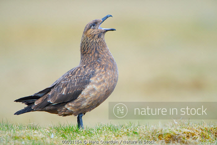 Nature in Stock