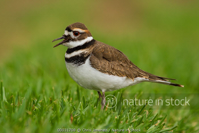 Nature in Stock
