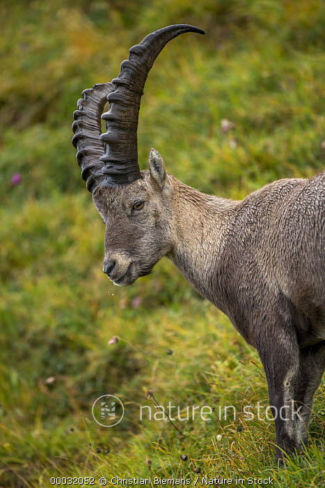 Male Alpine Ibex