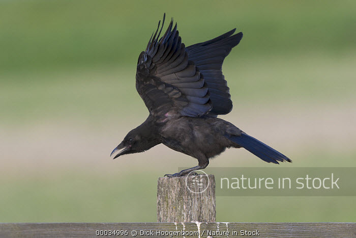 Crow Wings
