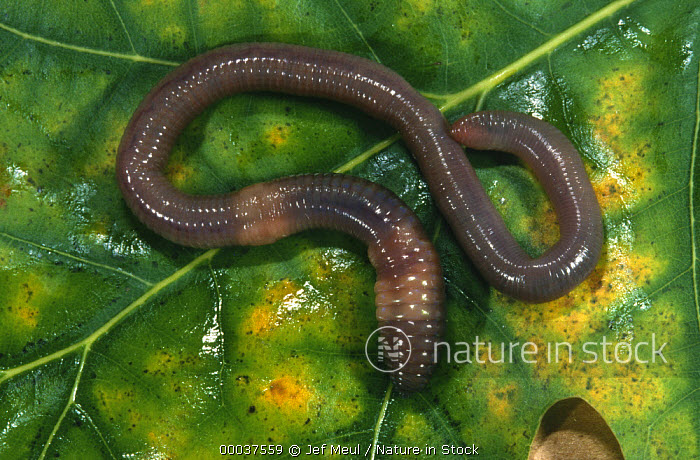 Lumbricus Terrestris Lumbricus, Terrestris Stock Photo. Image Of