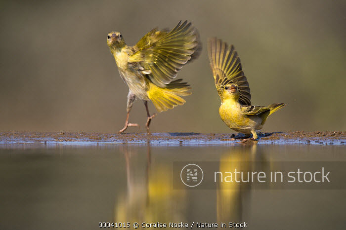 Yellow Canary Flying