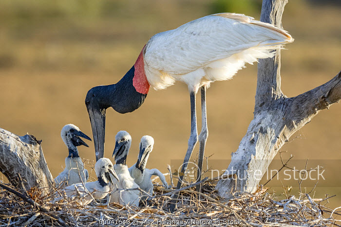 Jabiru Nest