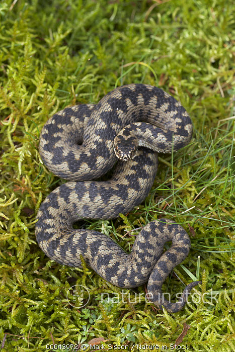 Coiled Up Snake