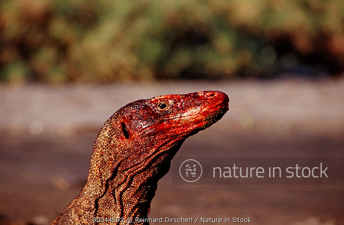 Komodo Dragon Feeding Frenzy