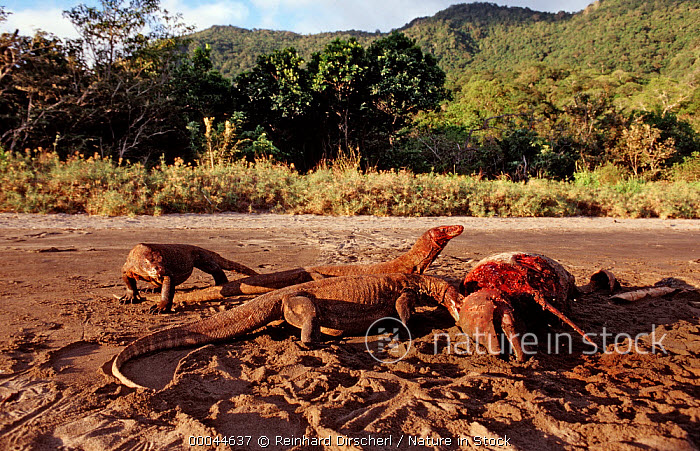 Komodo Dragon Feeding Frenzy