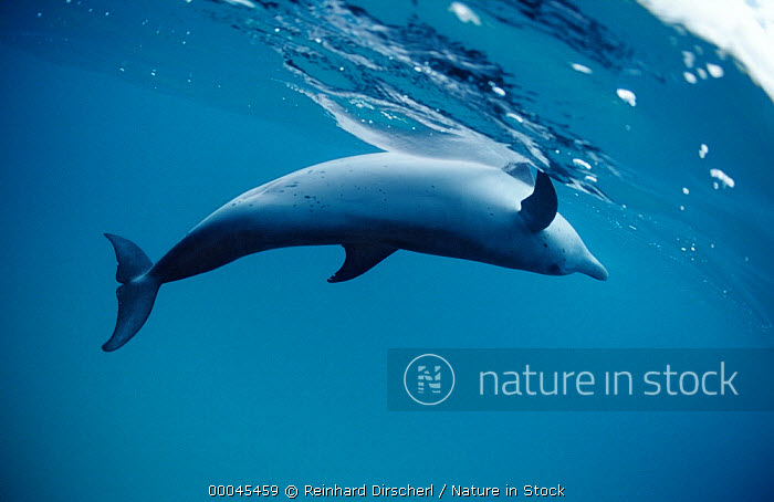 Nature in Stock