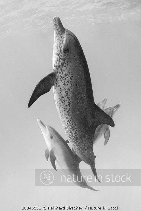 Atlantic Spotted Dolphin Calf