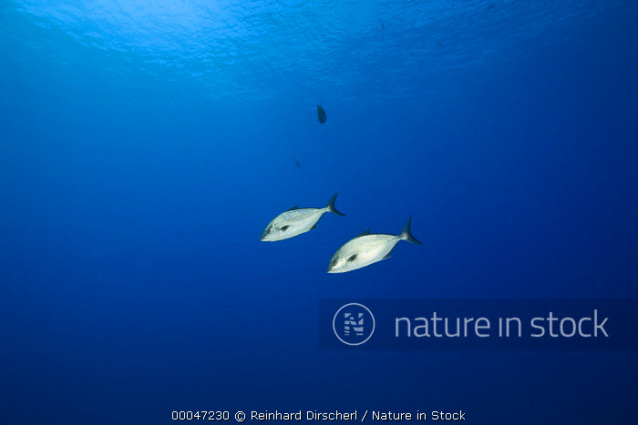 Nature in Stock