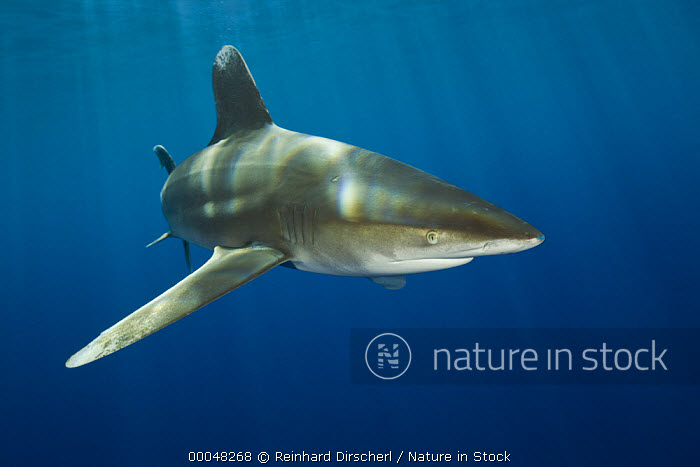 Carcharhinus Longimanus